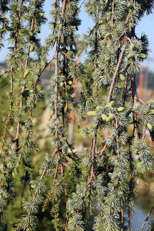 Conifer plant stock photo. Image of leaf, blossoming - 74148376