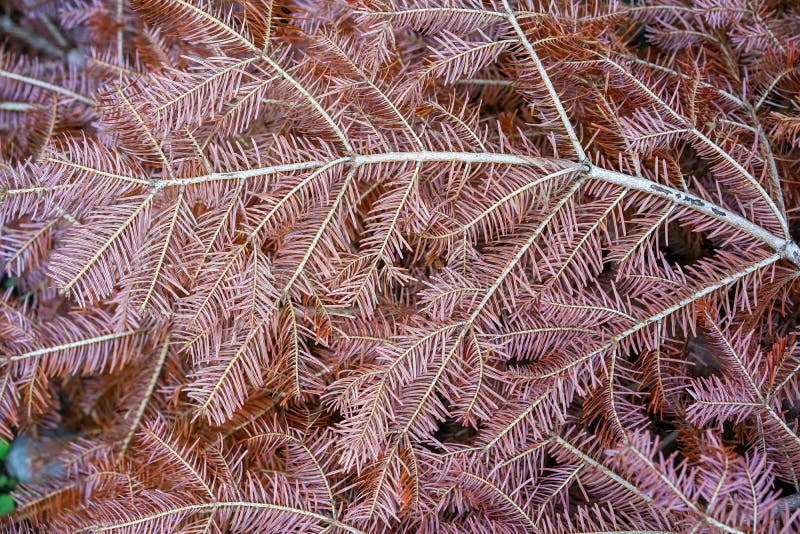 Red Fir Tree Branch for Background Design Stock Photo - Image of ...