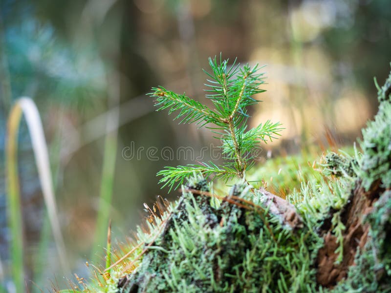 Conifer Seedling Growing on a Top of the Stump Stock Photo - Image of ...