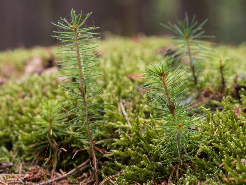 Small conifer seedlings stock photo. Image of flora, detail - 37432168