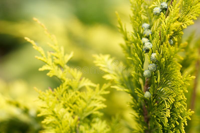 Conifer with Shallow Focus for Background Stock Image - Image of field ...