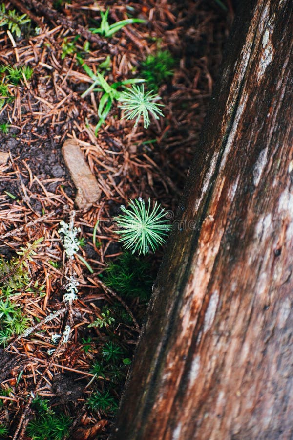 A Conifer Sprout is a Small Tree that Has Sprouted in the Ground ...