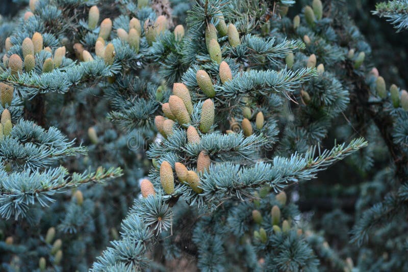 Conifer / Spruce Tree stock photo. Image of summer, trust - 44725056