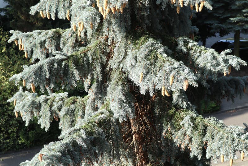 Conifer stock image. Image of balcony, tire, cone, tree - 127648487