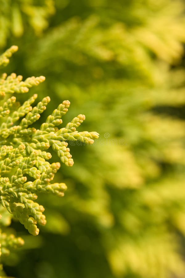 Conifer tree stock image. Image of green, branch, pine - 10341327