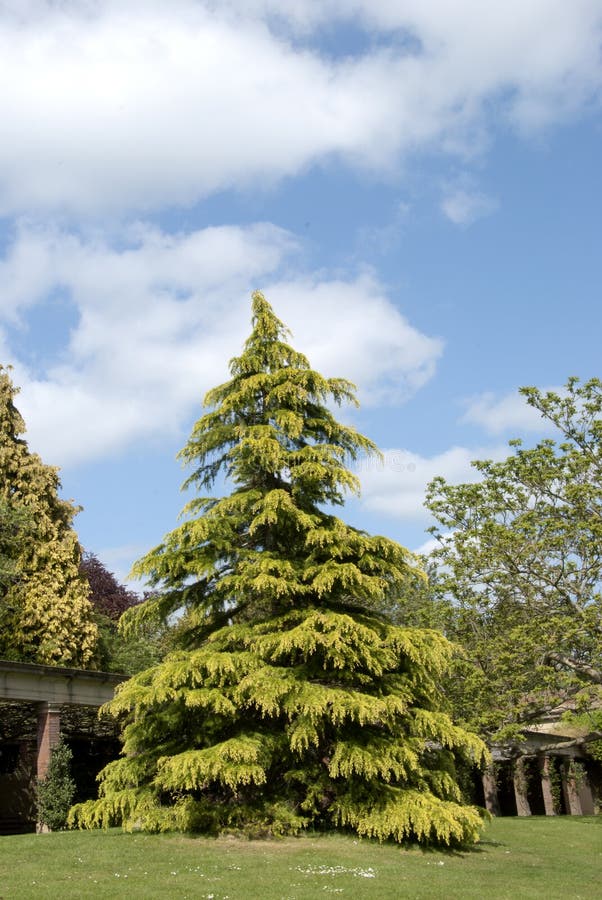Conifer stock image. Image of green, spiky, spring, tree - 28227935