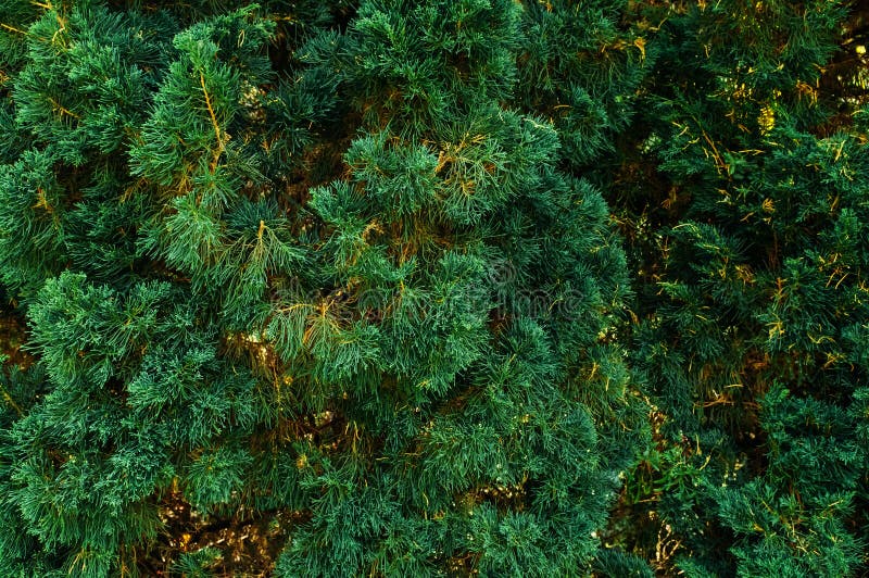 Conifer Tree Background Leaf Background, Green Pine Tree Leave Stock ...