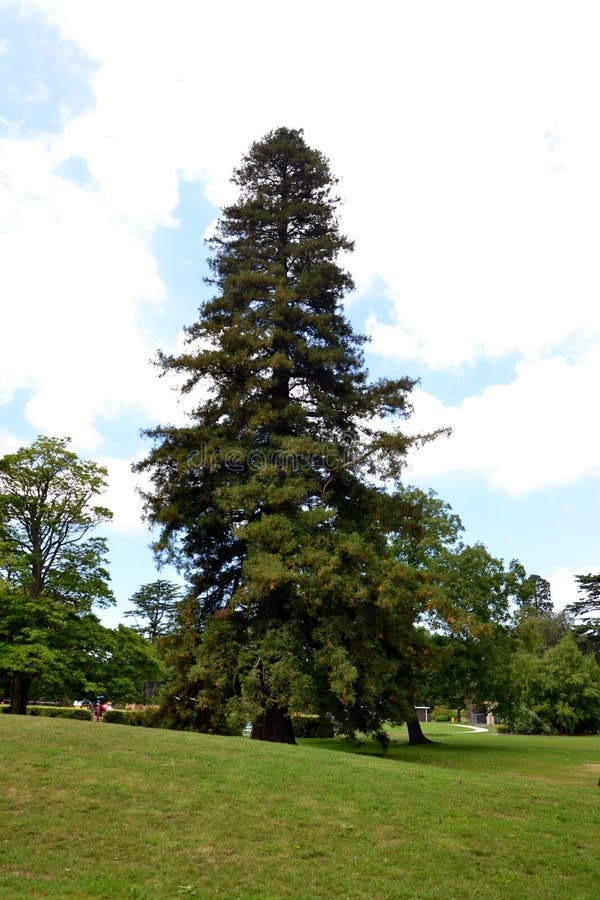 Tall conifer tree stock image. Image of garden, coniferophyta - 53964441