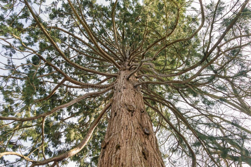 Conifer Tree with Branches Like Tentacles Stock Photo - Image of danger ...