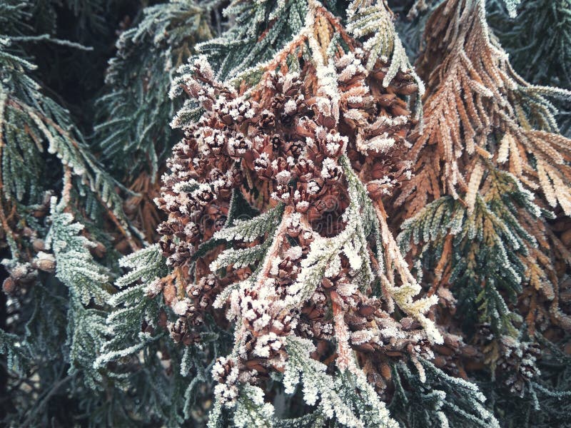 Conifer Tree with Bumps and Snow Stock Photo - Image of snow, christmas ...