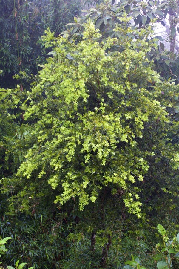 Conifer Tree in Cloud Forest 827878 Stock Image - Image of small, green ...