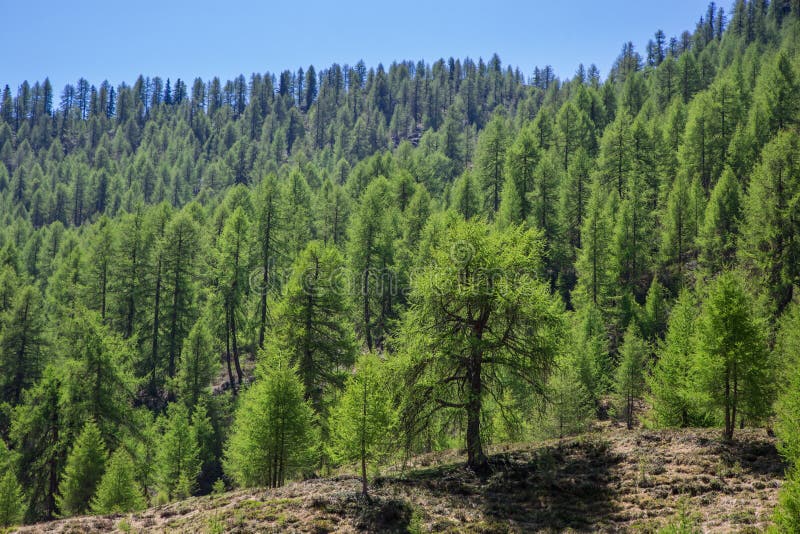 Conifer Tree Forest And Blue Sky, Italy Stock Image - Image of green ...