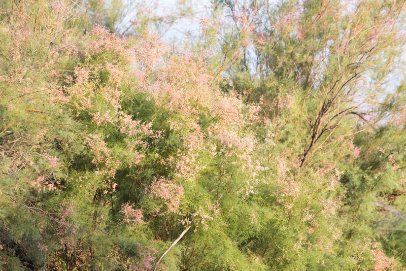 Conifer tree on nature stock image. Image of detail, environment - 88705419