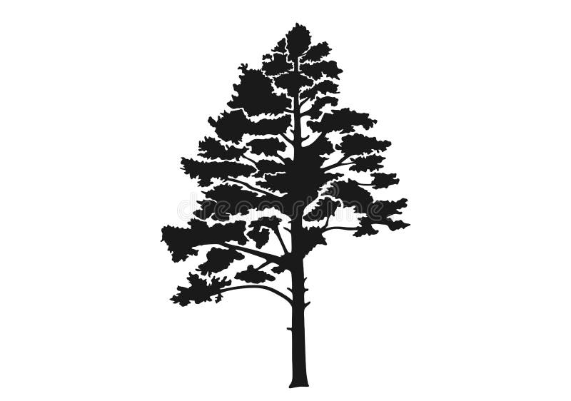 Conifer Tree Silhouette. Nature Design Element Stock Vector ...
