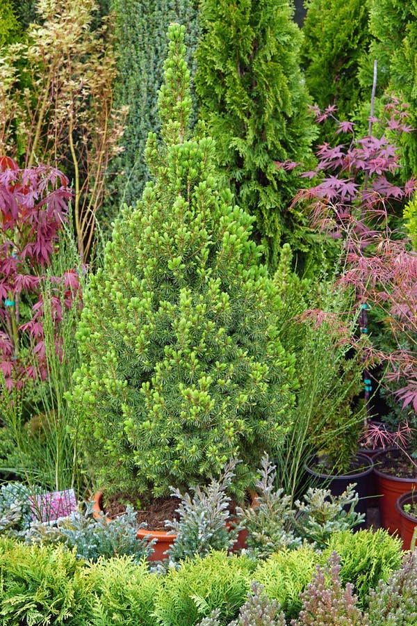 Conifer tree stock photo. Image of pine, plant, nursery - 114963972