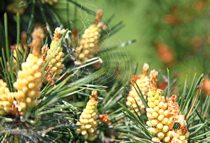 Conifer tree stock photo. Image of yellow, autumn, conifer - 31078972