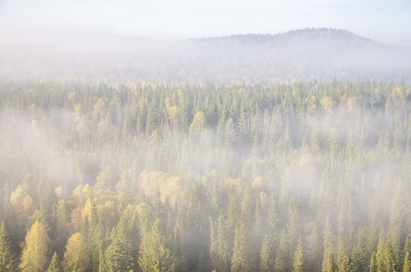 Conifer Tree at the Top in the Morning Mist Stock Image - Image of ...