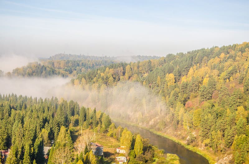 Conifer Tree at the Top in the Morning Mist Stock Photo - Image of ...