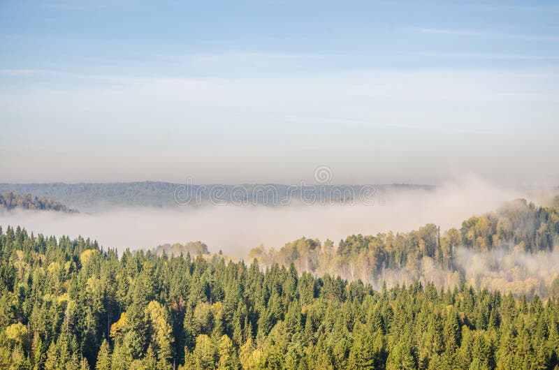 Conifer Tree at the Top in the Morning Mist Stock Image - Image of ...