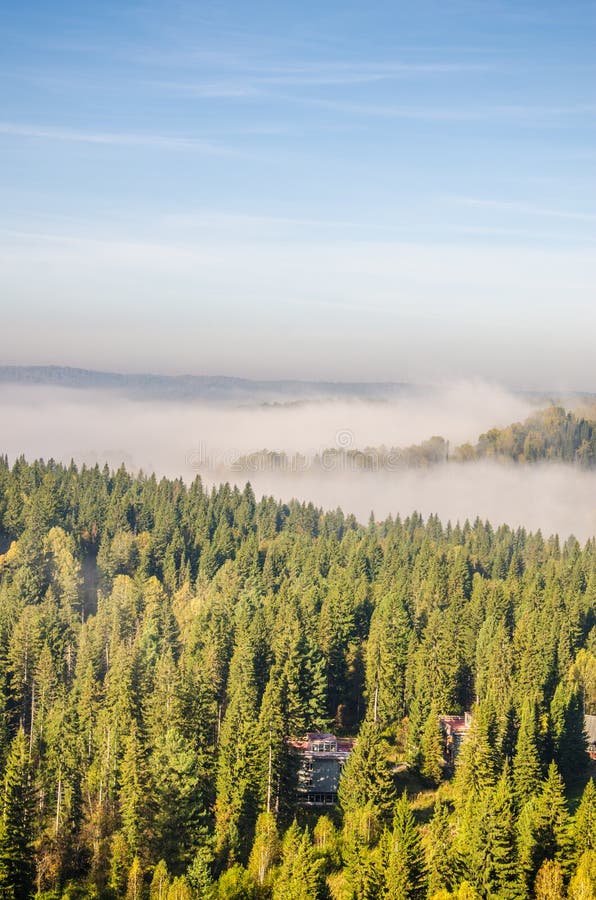 Conifer Tree at the Top in the Morning Mist Stock Photo - Image of ...