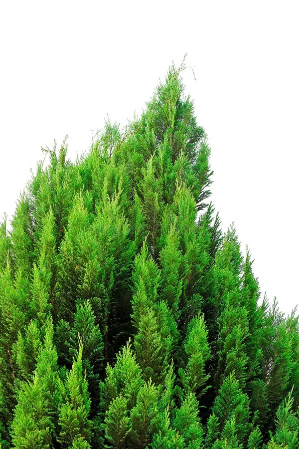 Conifer tree stock photo. Image of wood, vegetation - 192212766