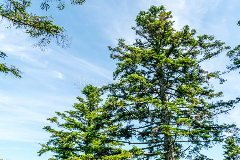 Conifer Tree Top in Front of Large Forest Area Against the Blue Sky ...