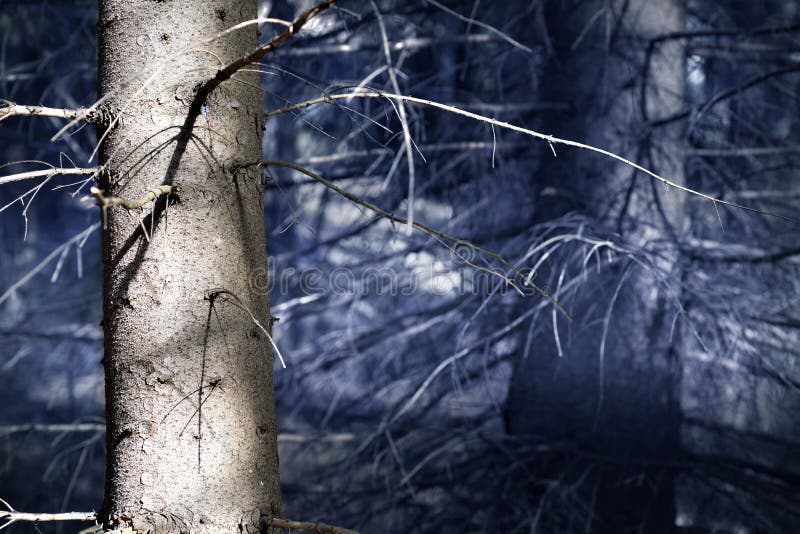 Conifer Tree Branch Isolated. Nature Symbol of Christmas and Ne Stock ...