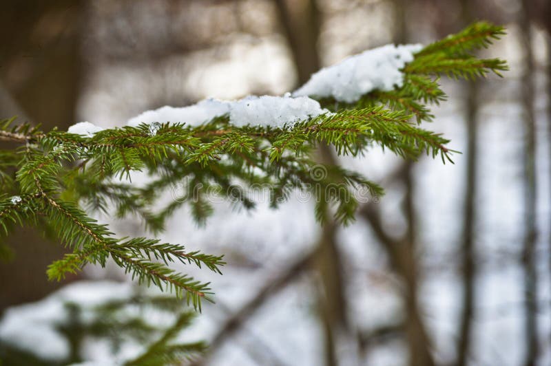 Conifer tree during winter stock image. Image of abstract - 173479733
