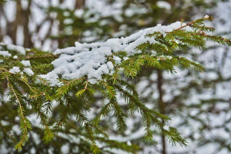 Conifer tree during winter stock photo. Image of alaska - 173479830