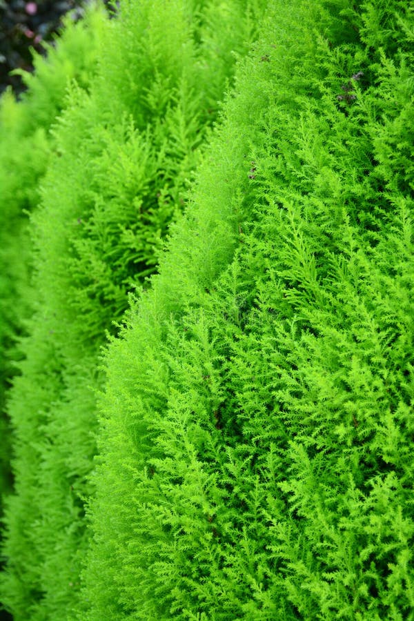 Conifer Trees, Juniperus Background. Stock Photo - Image of conifer ...