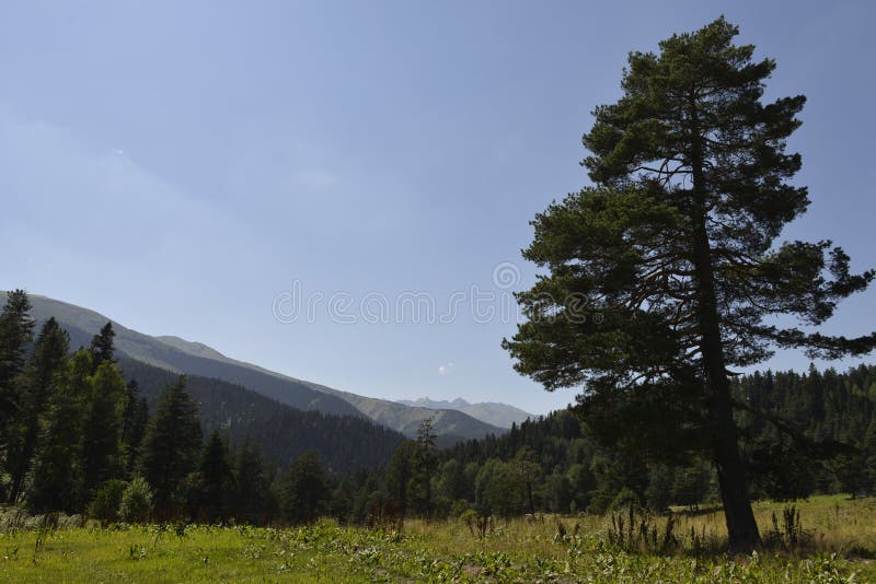 Conifer Trees on the Mountains Stock Photo - Image of tops, flora: 45681874
