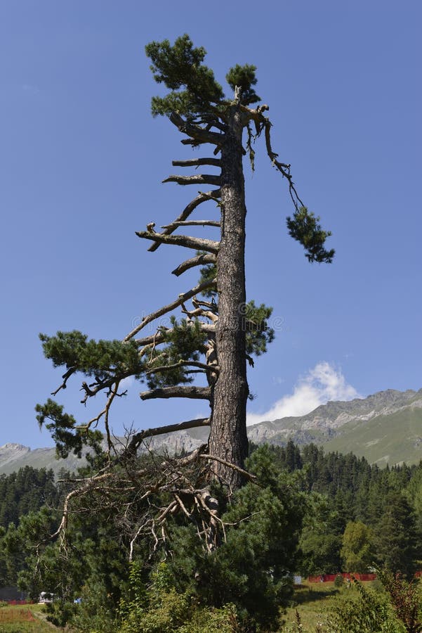 Conifer Trees on the Mountains Stock Image - Image of tops, mountain ...