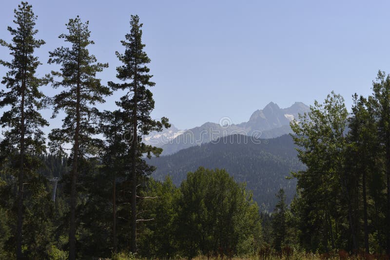 Conifer Trees on the Mountains Stock Photo - Image of meadow, needles ...