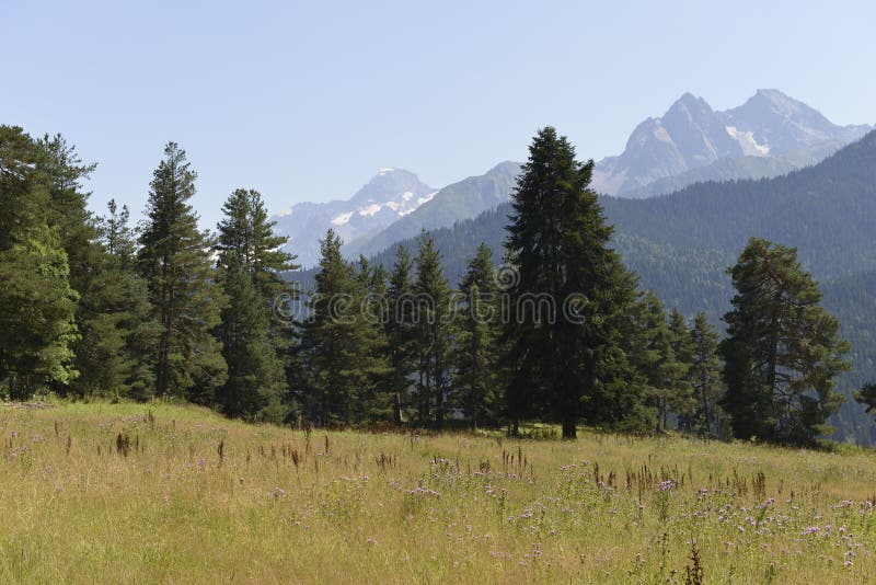 Conifer Trees on the Mountains Stock Photo - Image of flora, arhiz ...