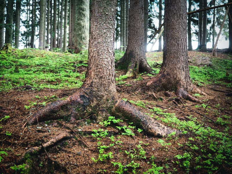 Conifer Trees with Roots in the Forest Stock Image - Image of ground ...