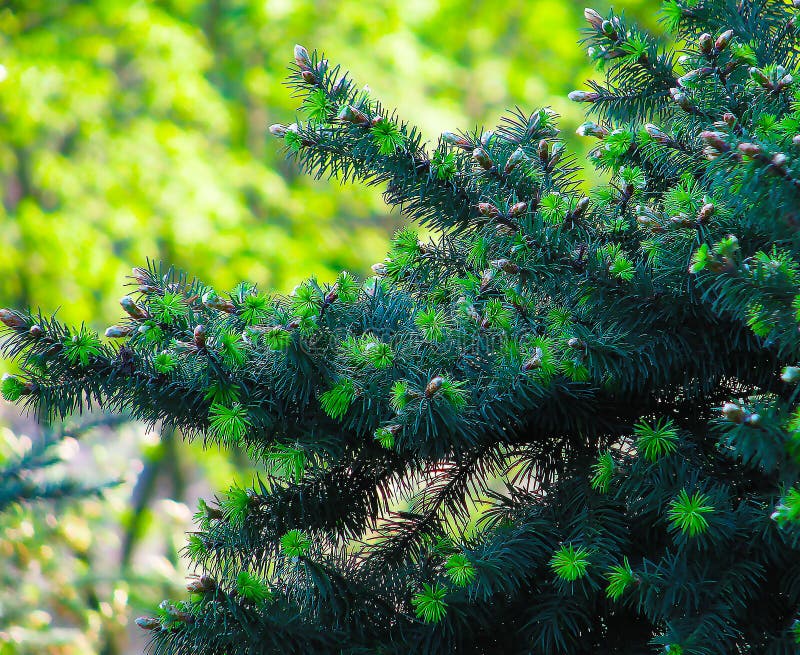 Conifer with young shoots stock image. Image of flora - 256005925