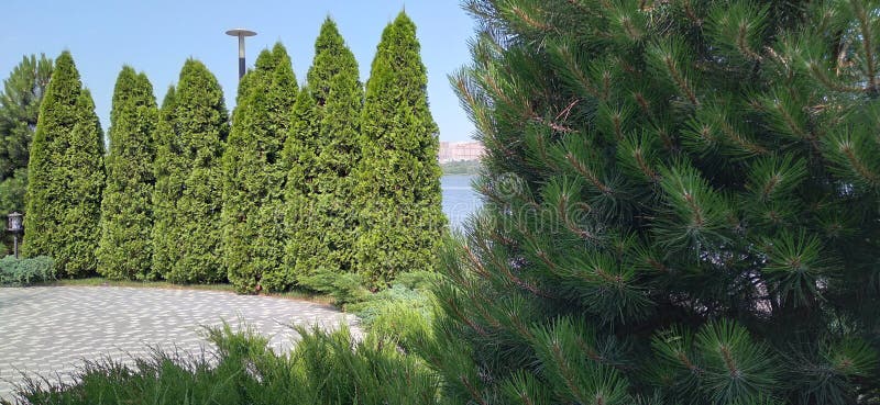 Coniferous Alley stock image. Image of middle, woodland - 222947429