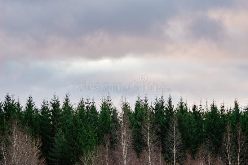 Coniferous Bare Deciduous Trees Against Morning Clouds Stock Photos ... Coniferous Bare Deciduous Trees Against Morning Clouds Stock Photos ...