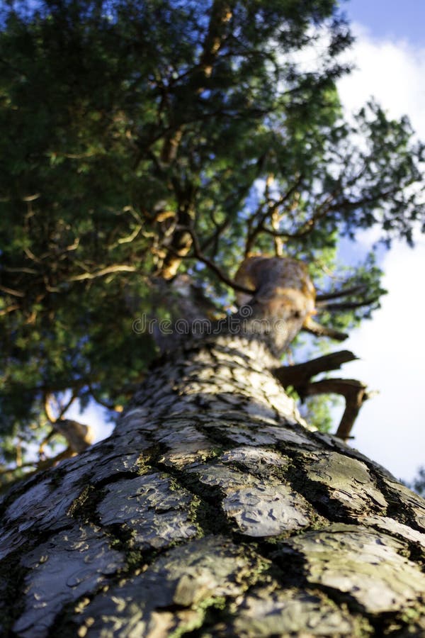 Wonder Nature Close View of the Bark of a Tree Stock Image - Image of ...
