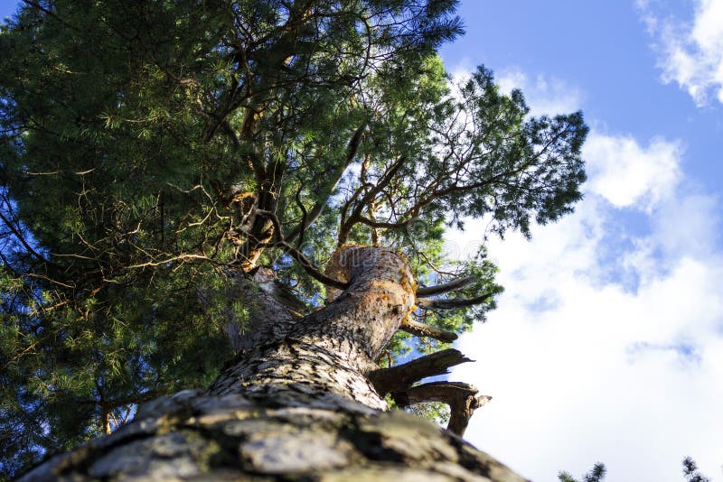 Wonder Nature Close View of the Bark of a Tree Stock Image - Image of ...
