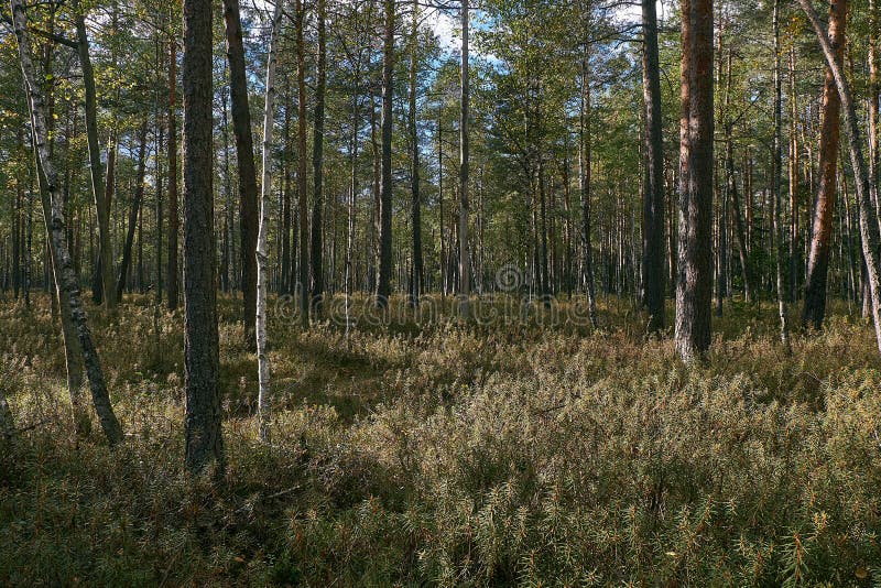 Coniferous Bog Forest in Autumn Stock Image - Image of wood, unesco ...