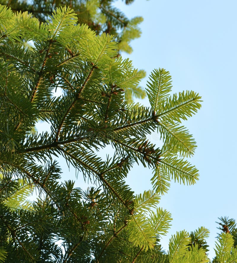 Coniferous Branch with Young Needles Stock Image - Image of needles ...