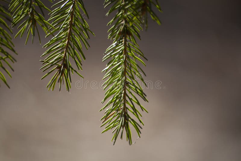 Spruce branches hang down. stock image. Image of spruce - 179082575