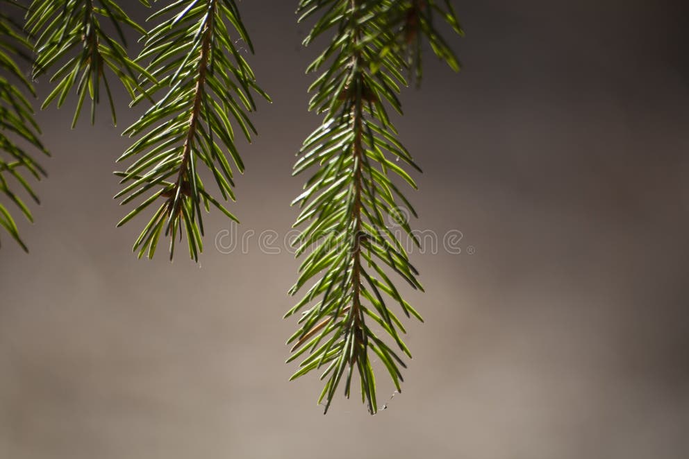 Spruce branches hang down. stock image. Image of spruce - 179082575