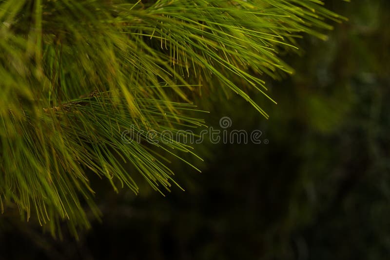 Coniferous Branches Needles on a Tree Branch Stock Photo - Image of ...