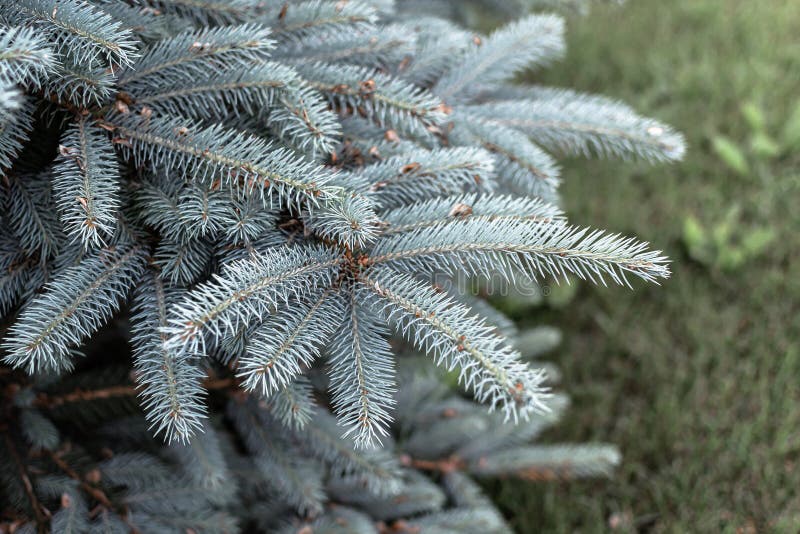 Coniferous Branches with Sharp Needles of Light Blue Gray Grey Spruce ...