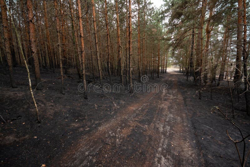 Coniferous Charred Surface of the Forest Stock Photo - Image of forest ...