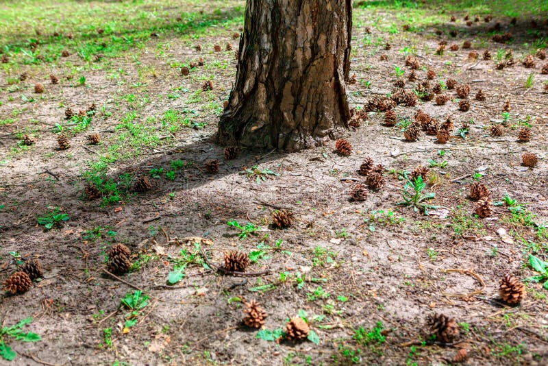 Cones Around the Tree Trunk Stock Image - Image of mysterious, season ...