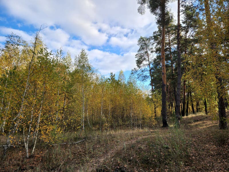 Coniferous Deciduous Forest. Forest Autumn Landscape Stock Photo ...