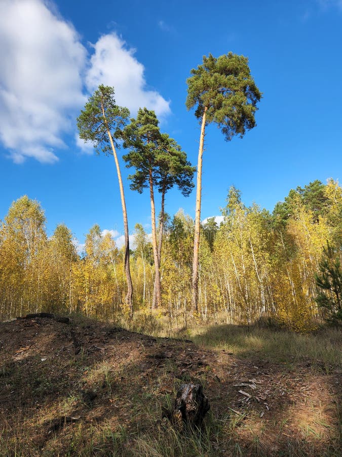 Coniferous Deciduous Forest. Forest Autumn Landscape Stock Photo ... Coniferous Deciduous Forest. Forest Autumn Landscape Stock Photo ...